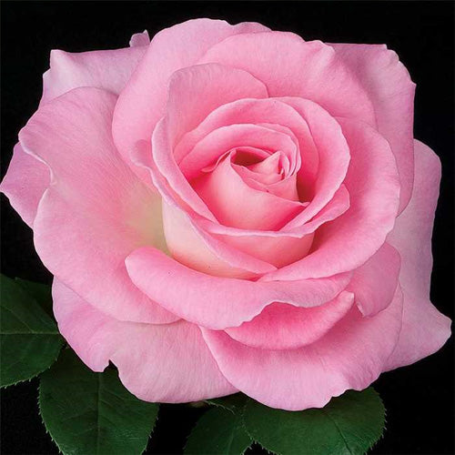Pink Roses – Watson's Greenhouse
