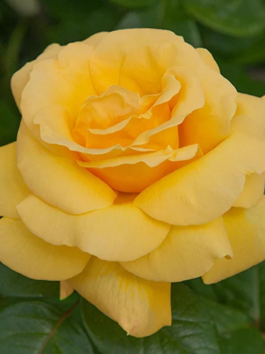All Roses – Watson's Greenhouse