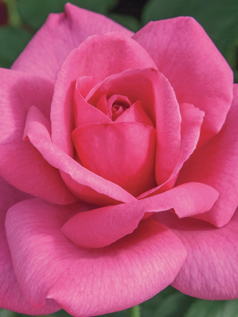 All Roses – Watson's Greenhouse