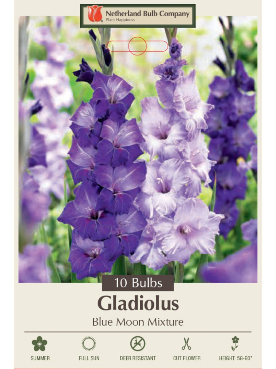 Gladiolus Blue Moon – Watson's Greenhouse