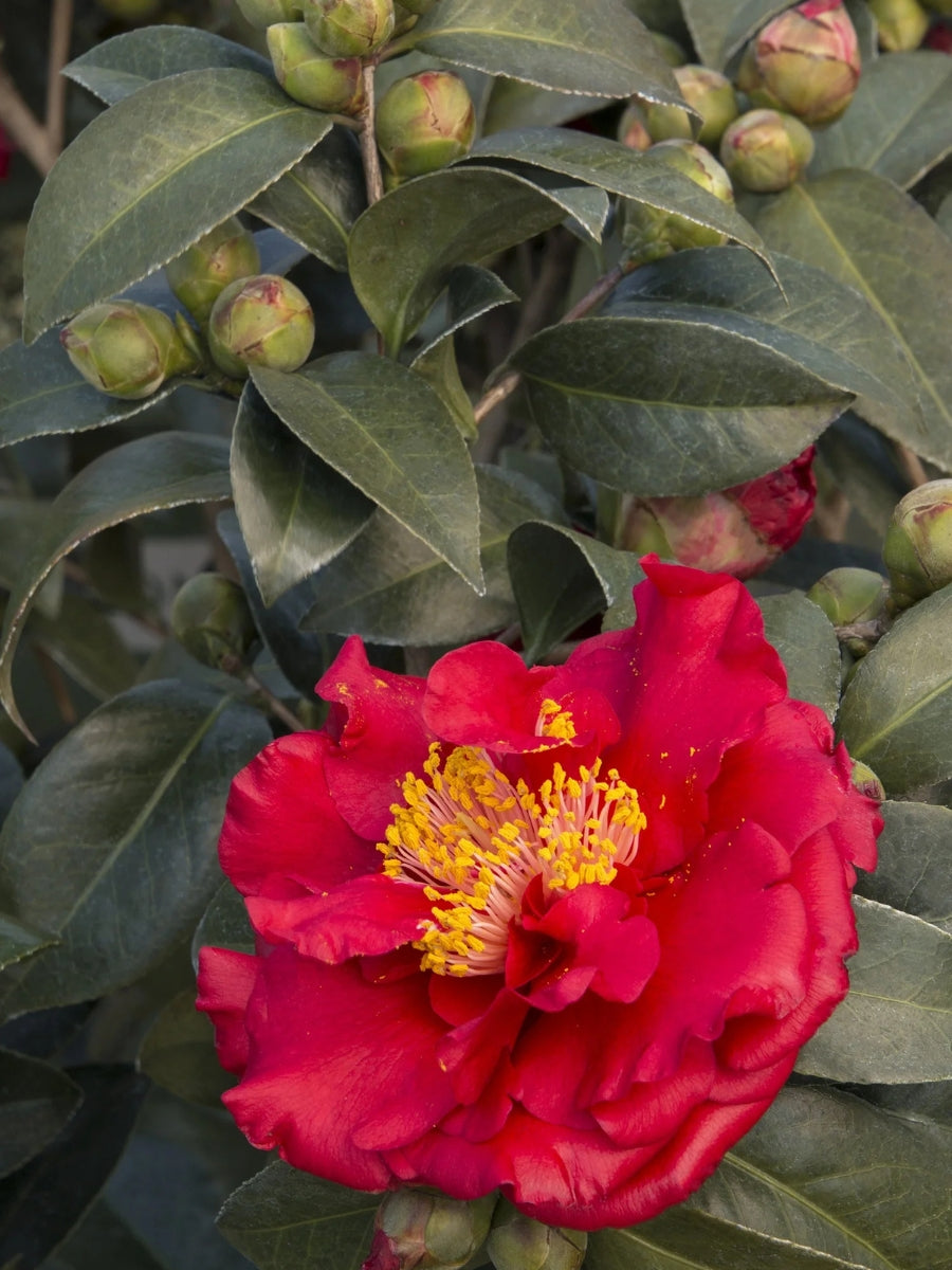 Camellia japonica 'Bob Hope' S5G – Watson's Greenhouse
