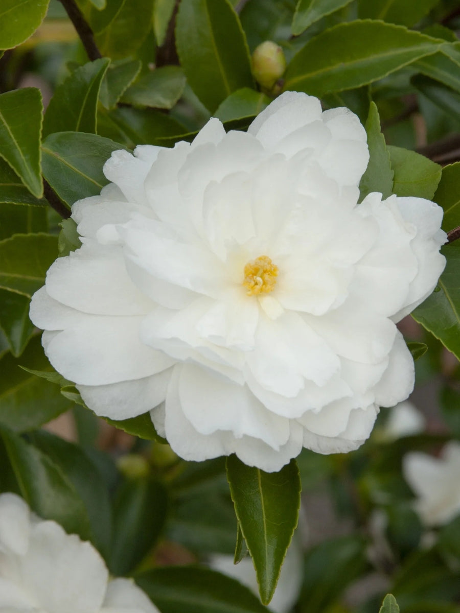 Camellia sasanqua 'White Doves' S5G – Watson's Greenhouse