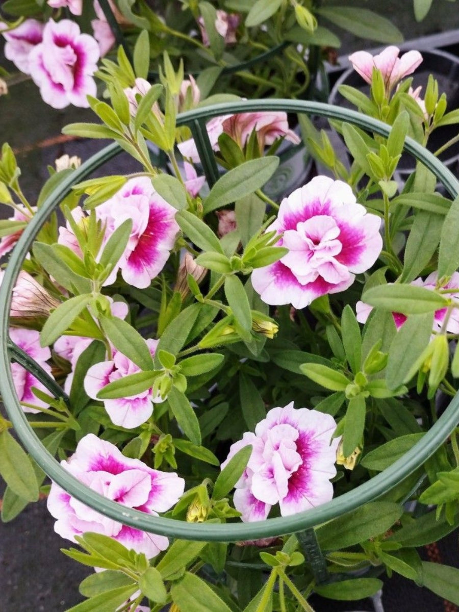 Calibrachoa MiniFamous® Uno Double Pinktastic – Watson's Greenhouse