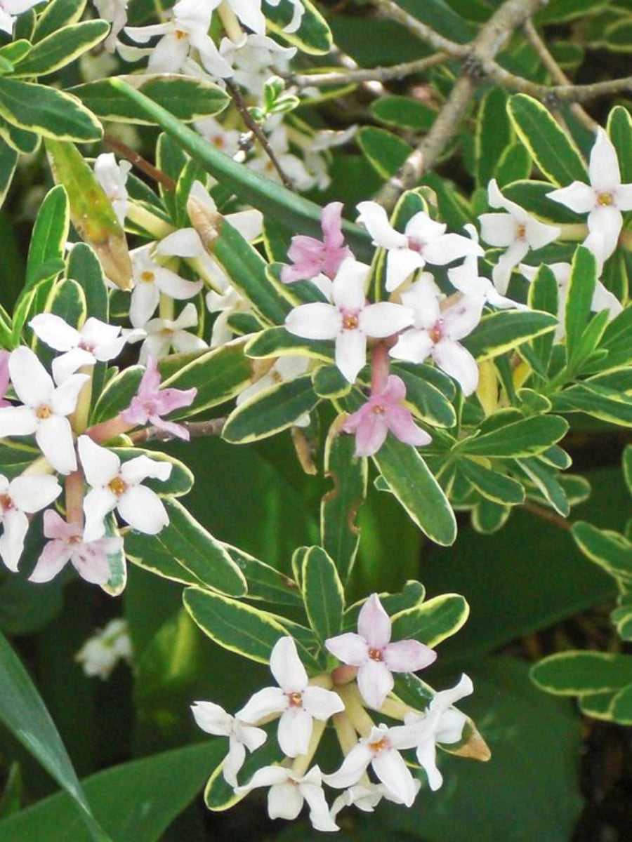 Daphne burkwoodii 'Carol Mackie' 15-18'' – Watson's Greenhouse