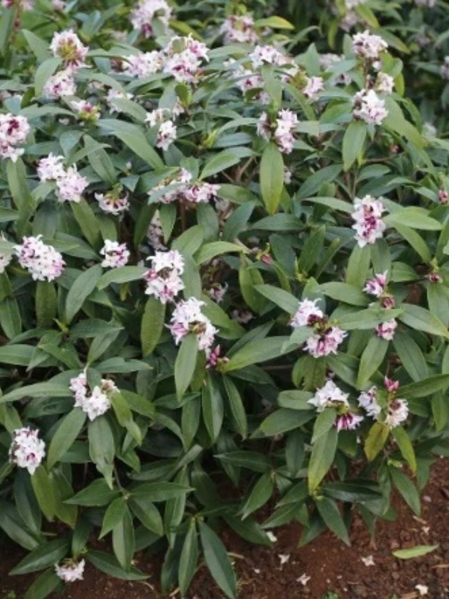 Daphne 'Perfume Princess' – Watson's Greenhouse