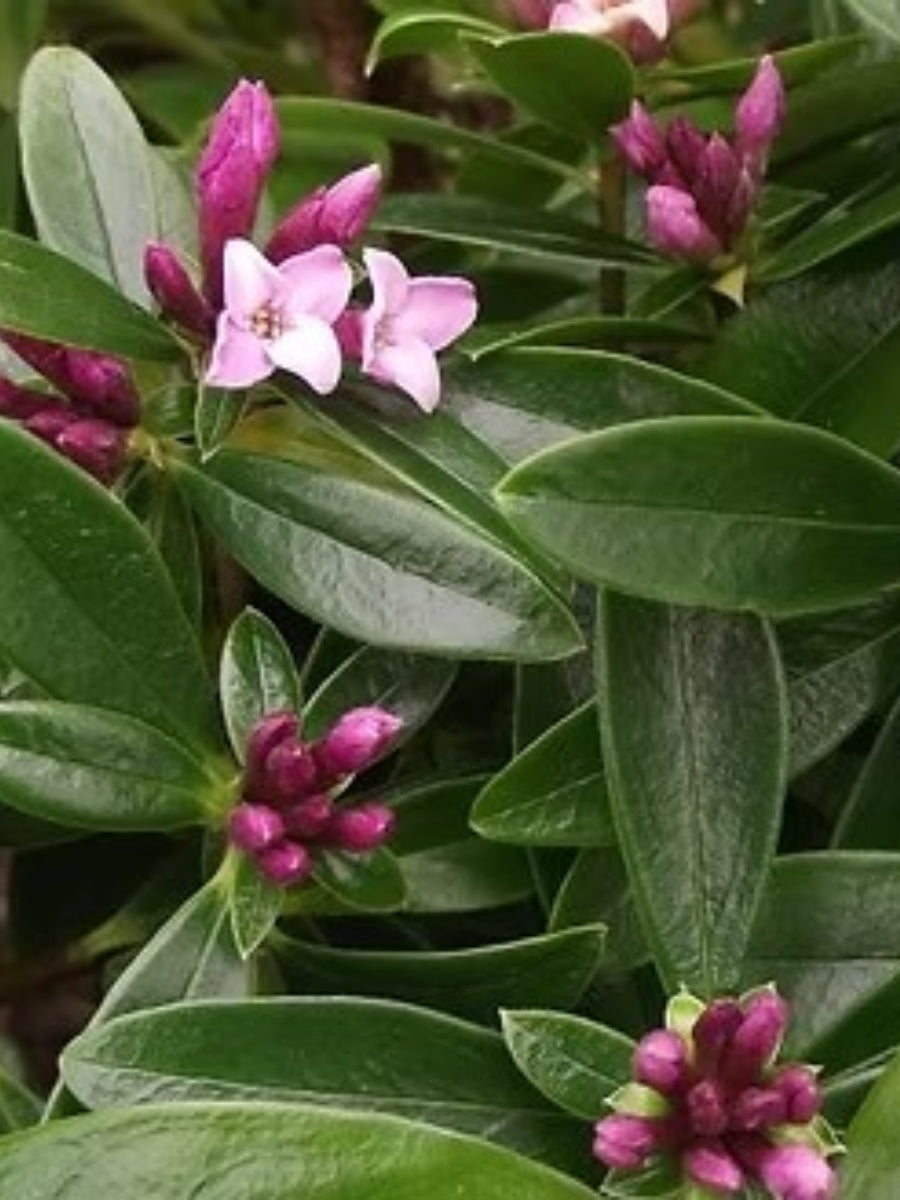 Daphne 'Sweet Amethyst' 1G – Watson's Greenhouse