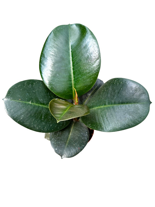 Houseplants for Summer Containers – Watson's Greenhouse