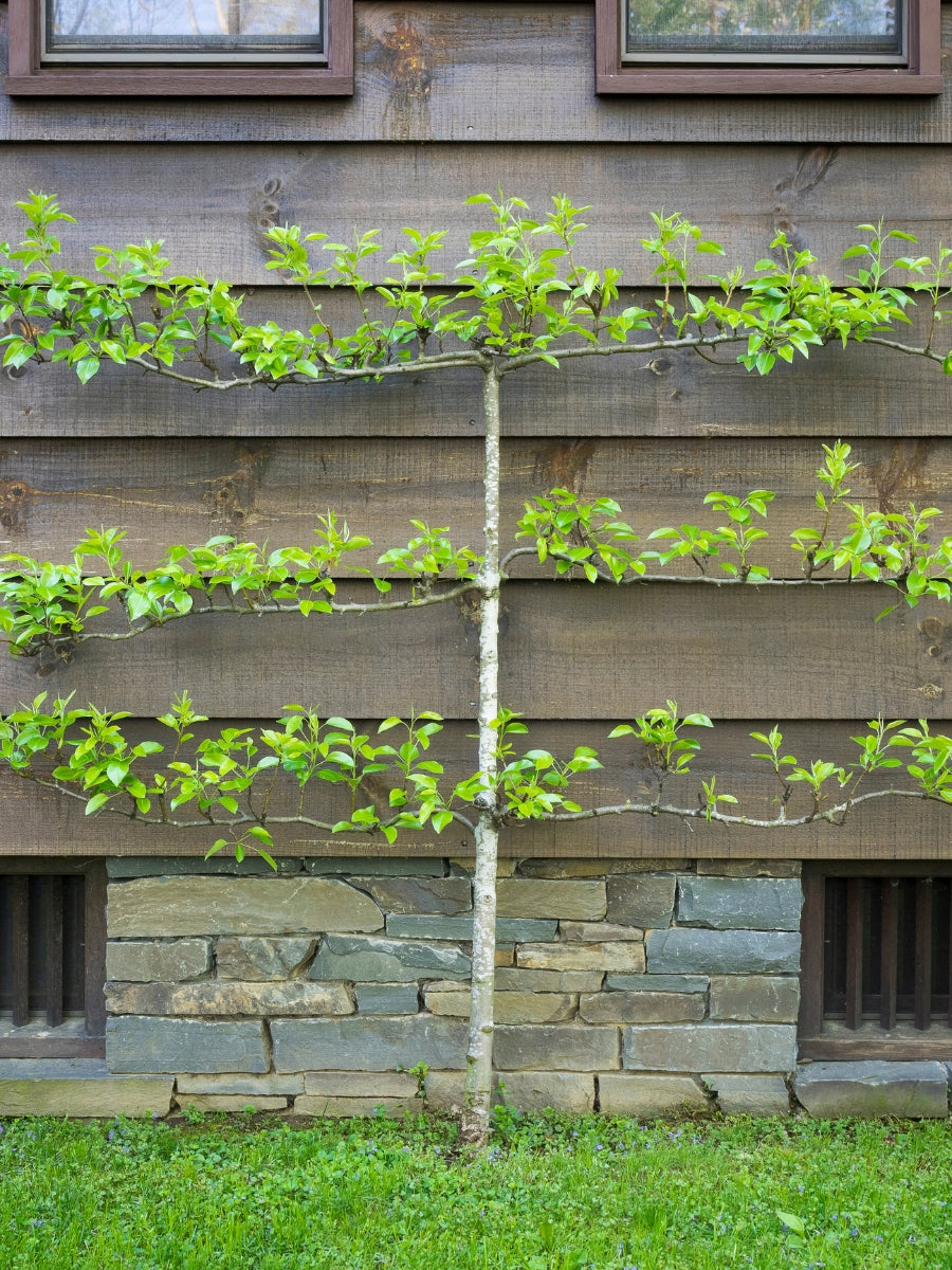 Watson’s Guide to Growing Fruit Trees in the Pacific Northwest – Watson ...