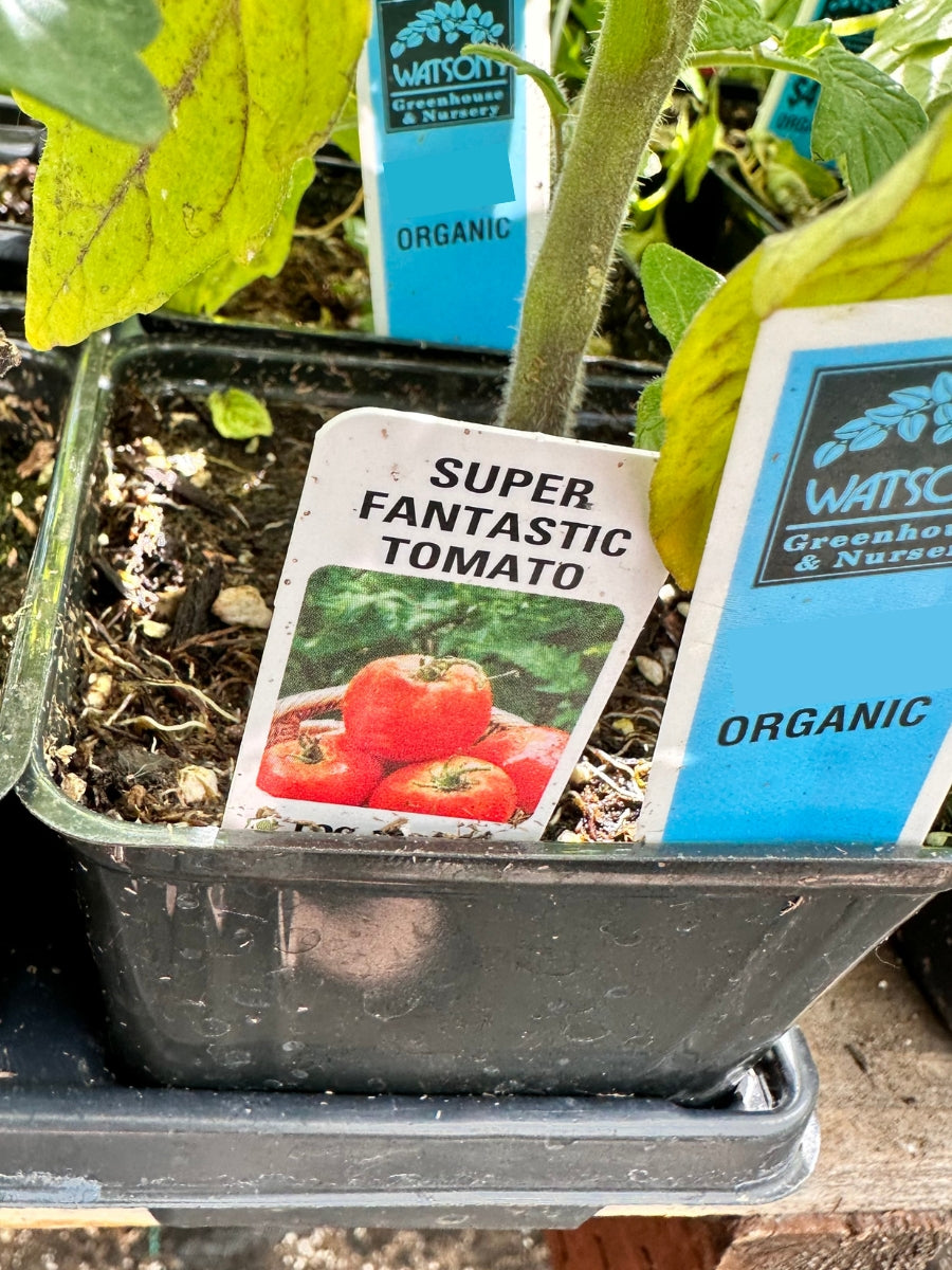 Organic Tomato 4" | Super Fantasitc – Watson's Greenhouse