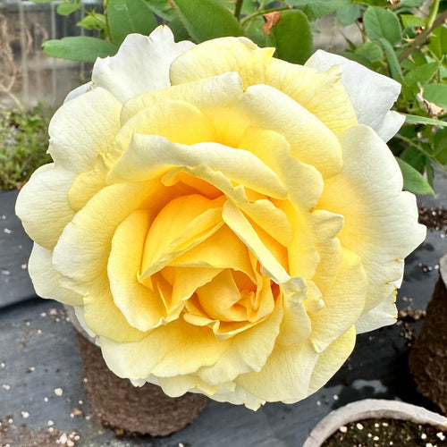 Roses – Watson's Greenhouse