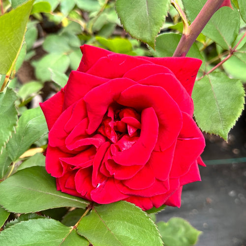All Roses – Watson's Greenhouse
