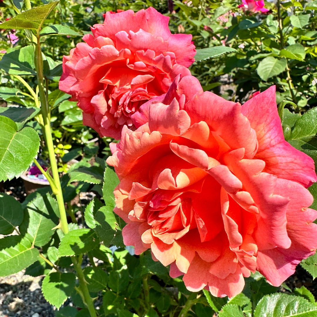 Pink Roses – Watson's Greenhouse