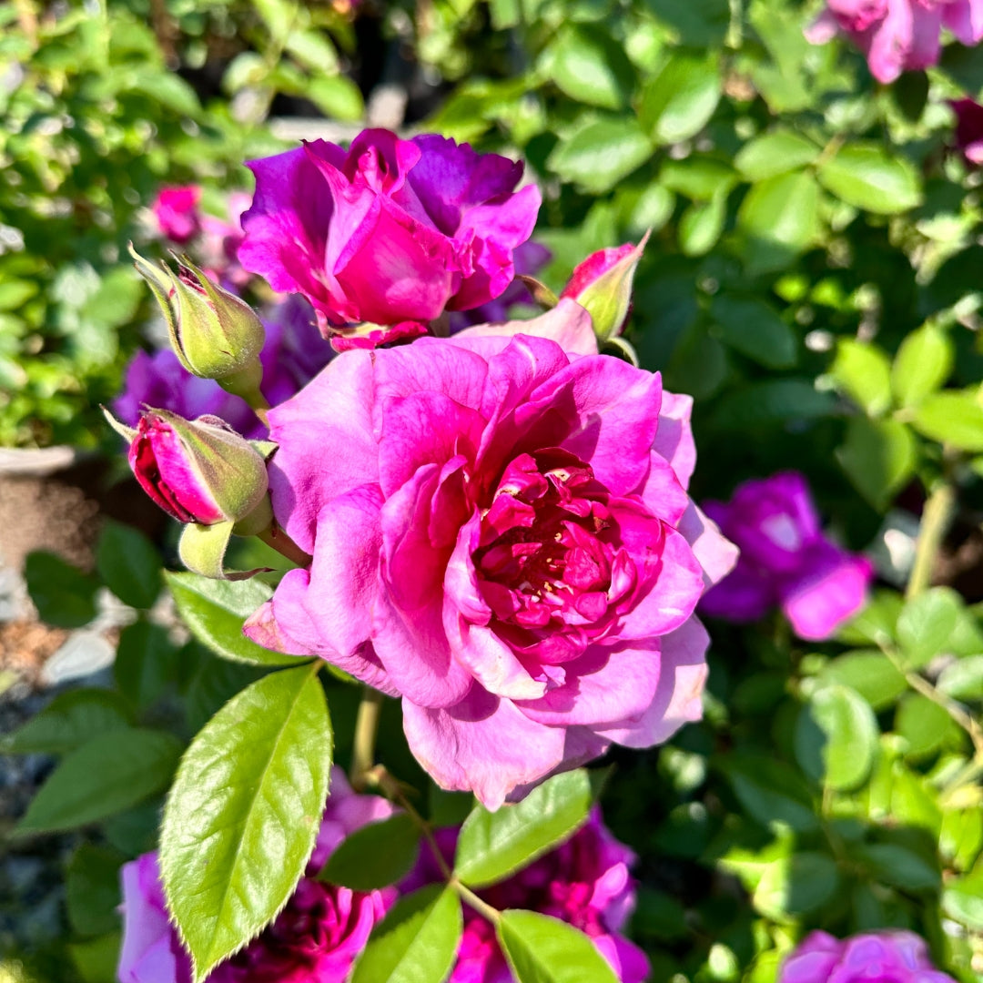Purple Roses – Watson's Greenhouse