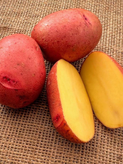 How to Grow Potatoes in the PNW – Watson's Greenhouse