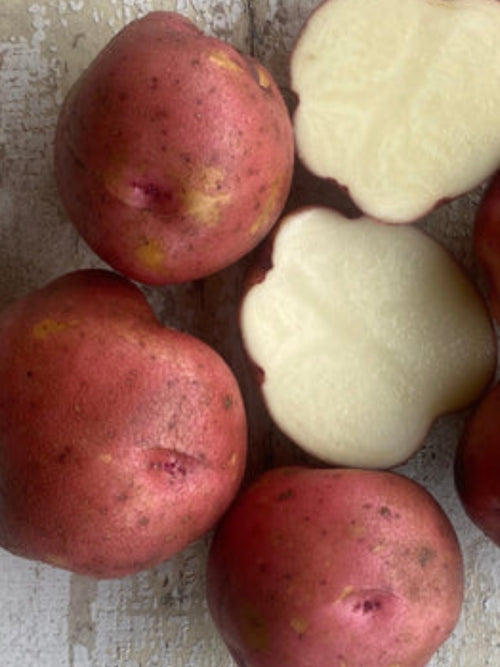 How to Grow Potatoes in the PNW – Watson's Greenhouse