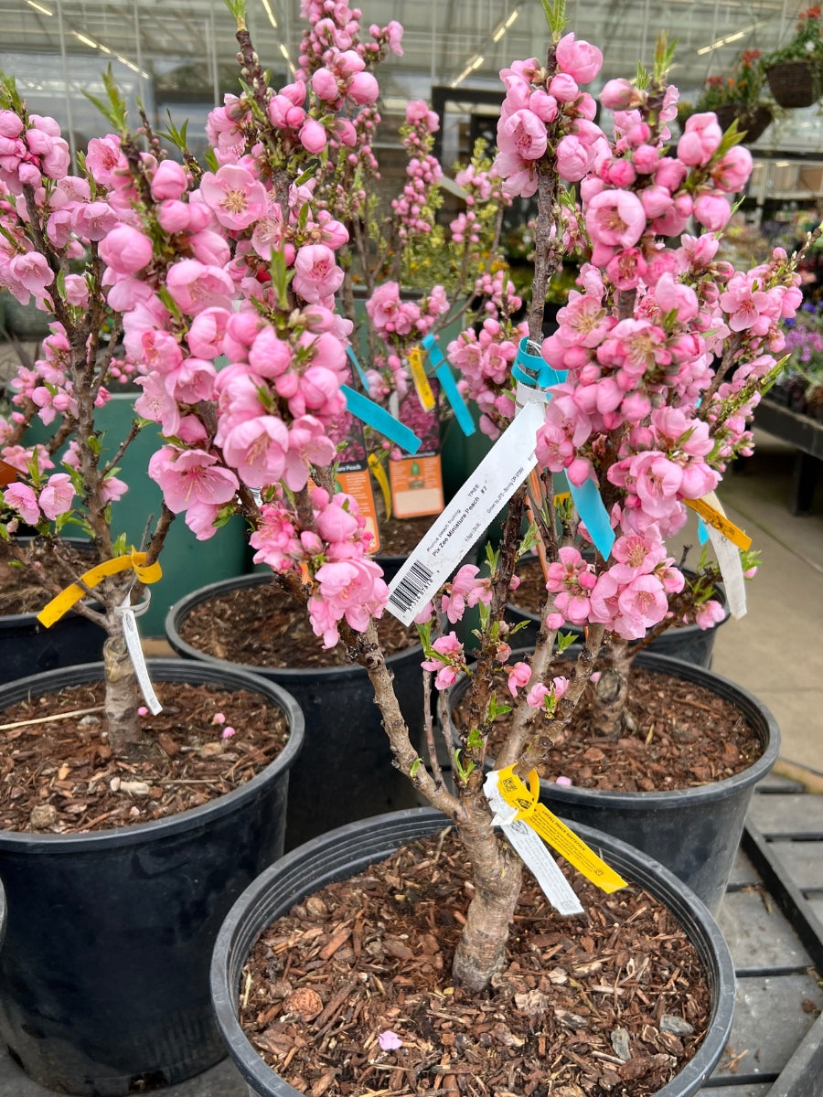 Watson's Greenhouse - Shop Online