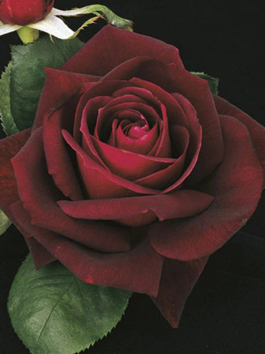 Hybrid Tea | Ink Spots – Watson's Greenhouse