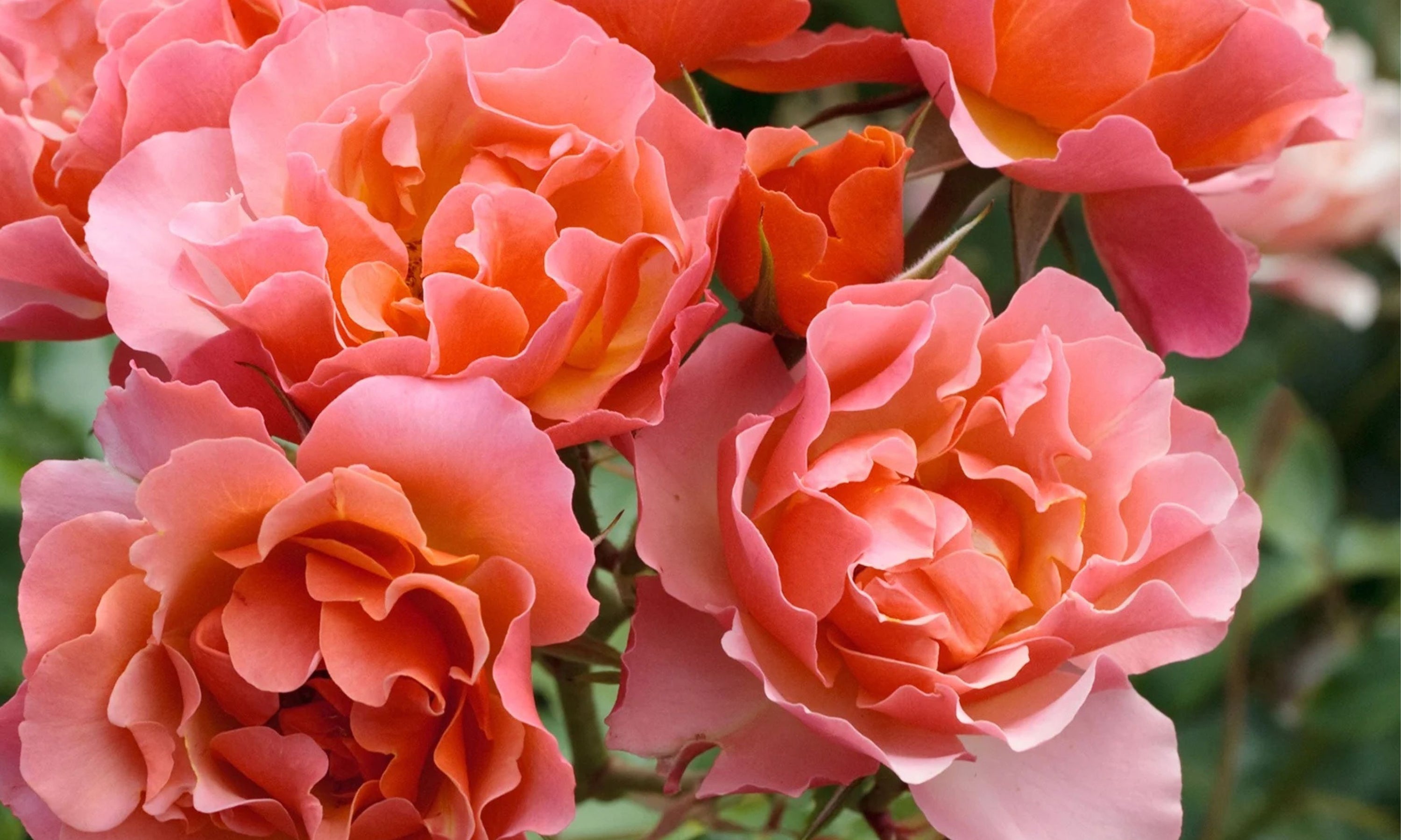 Roses – Watson's Greenhouse