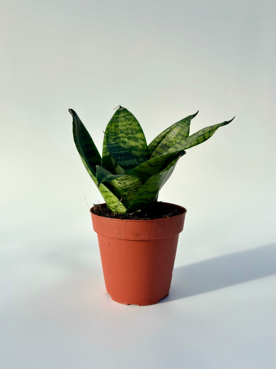Snake Plant 'Birdsnest' 4'' – Watson's Greenhouse