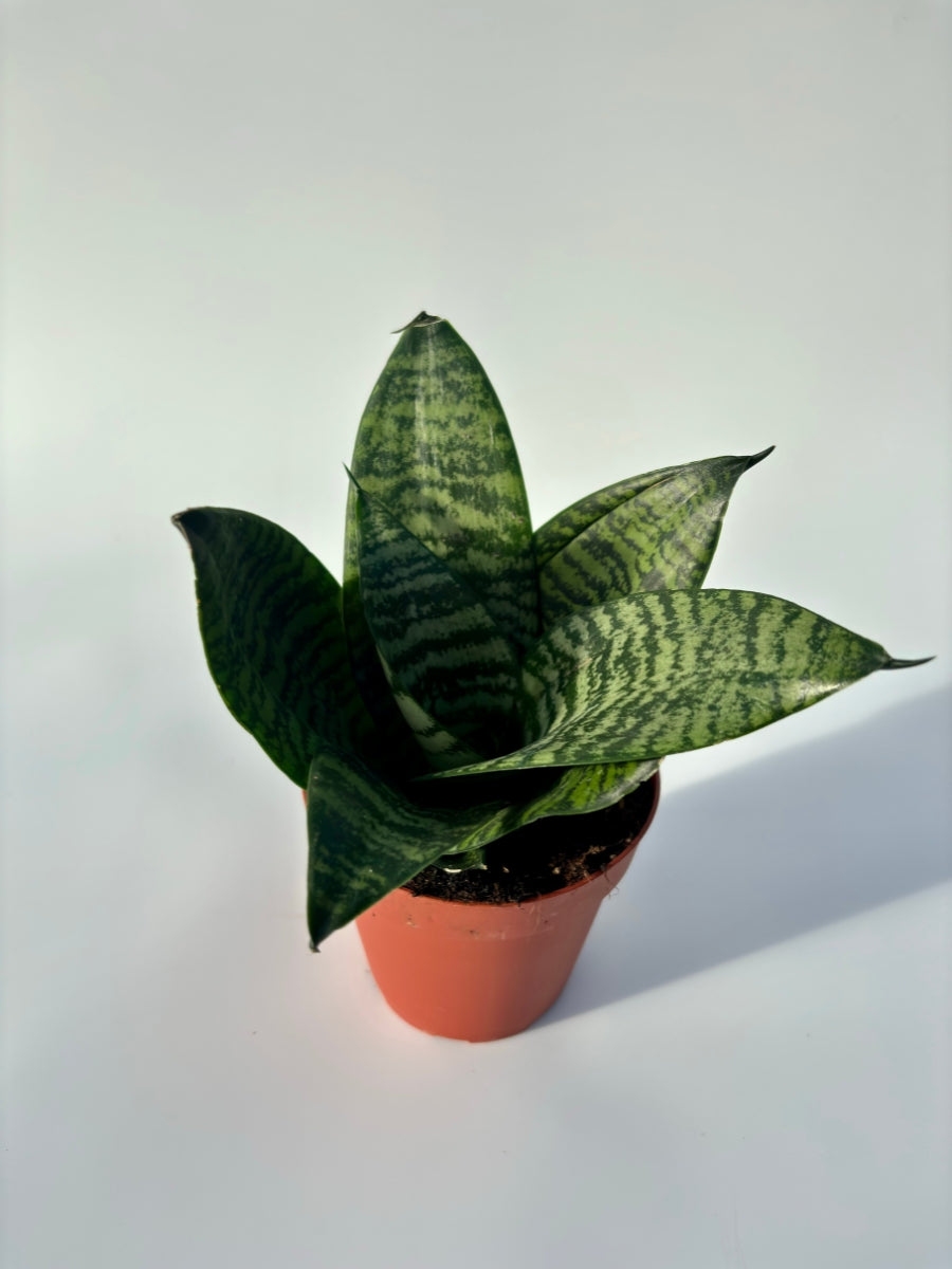 Snake Plant 'Birdsnest' 4'' – Watson's Greenhouse