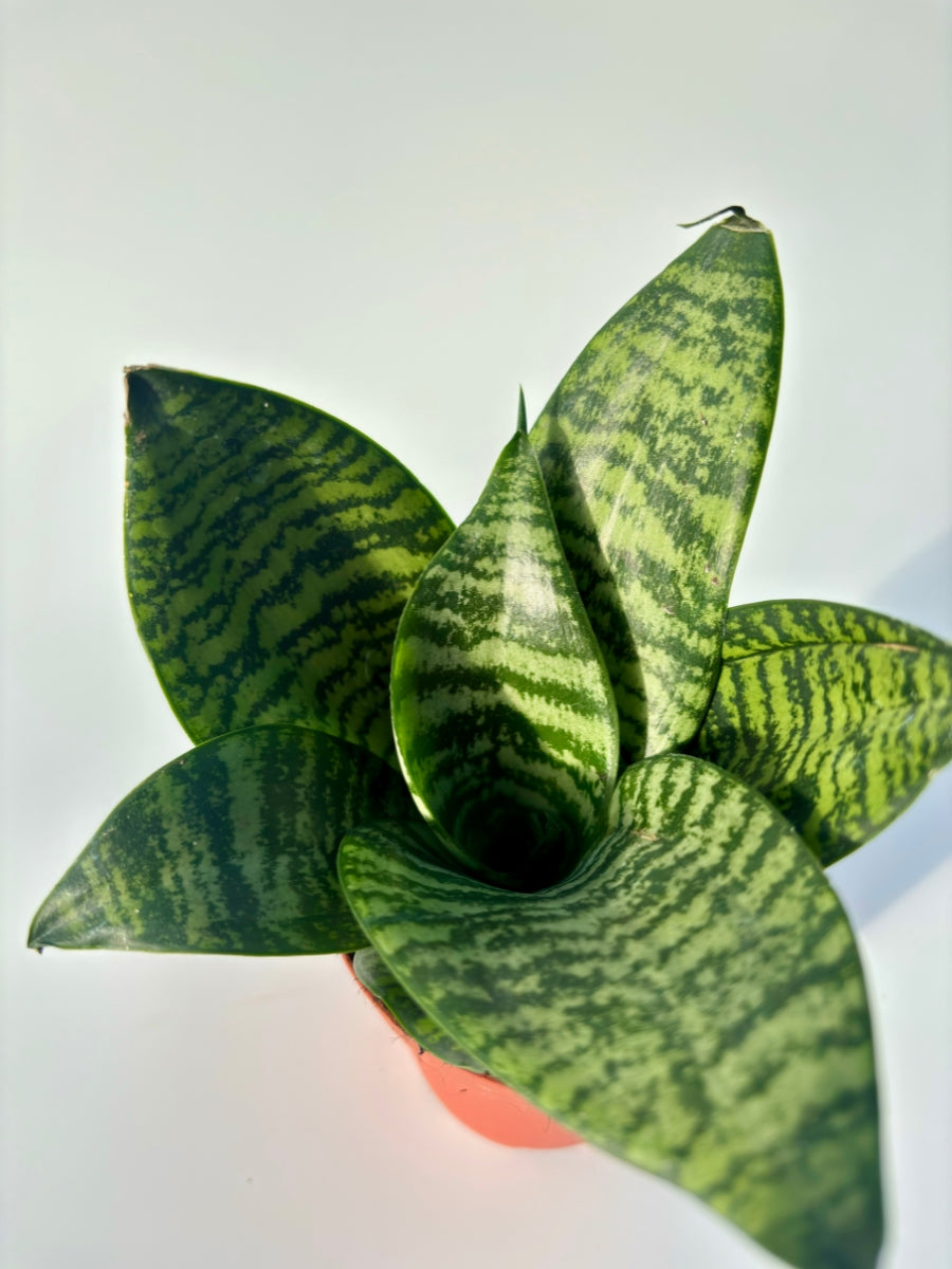 Snake Plant 'Birdsnest' 4'' – Watson's Greenhouse