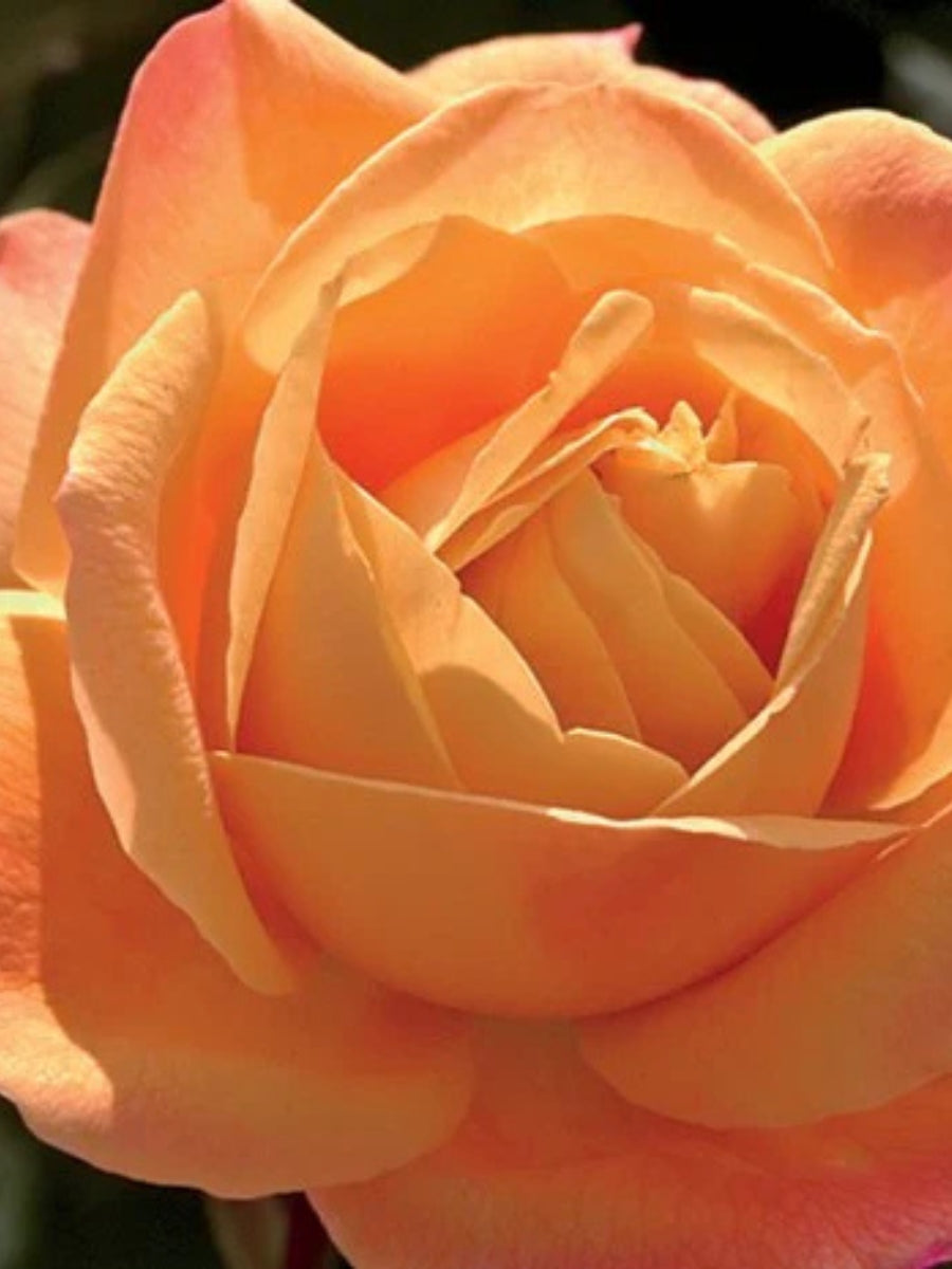 All Roses – Watson's Greenhouse