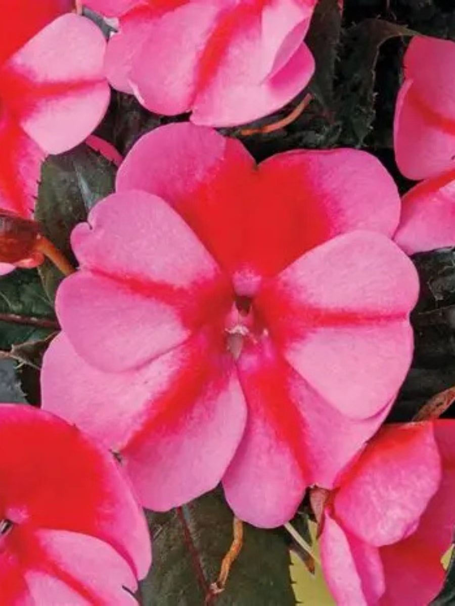 SunPatiens® Compact Red Candy 4'' – Watson's Greenhouse