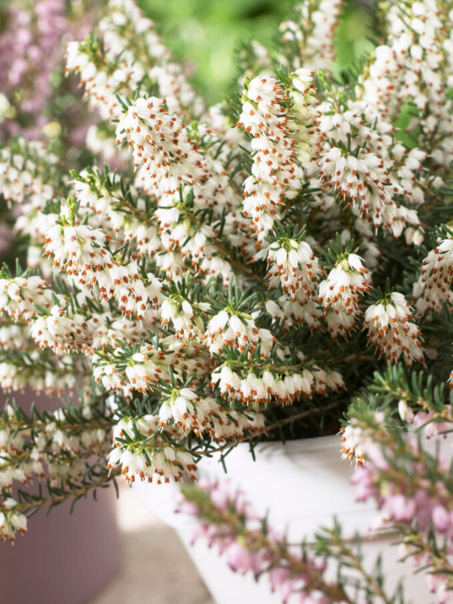 Winter Heather Erica 'White Perfection' 4'' – Watson's Greenhouse