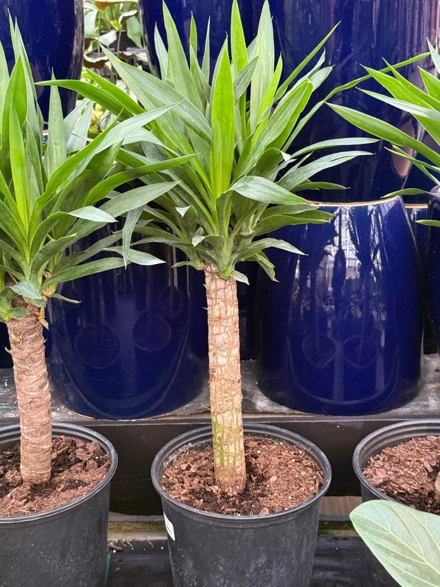 Yucca Cane 10'' – Watson's Greenhouse