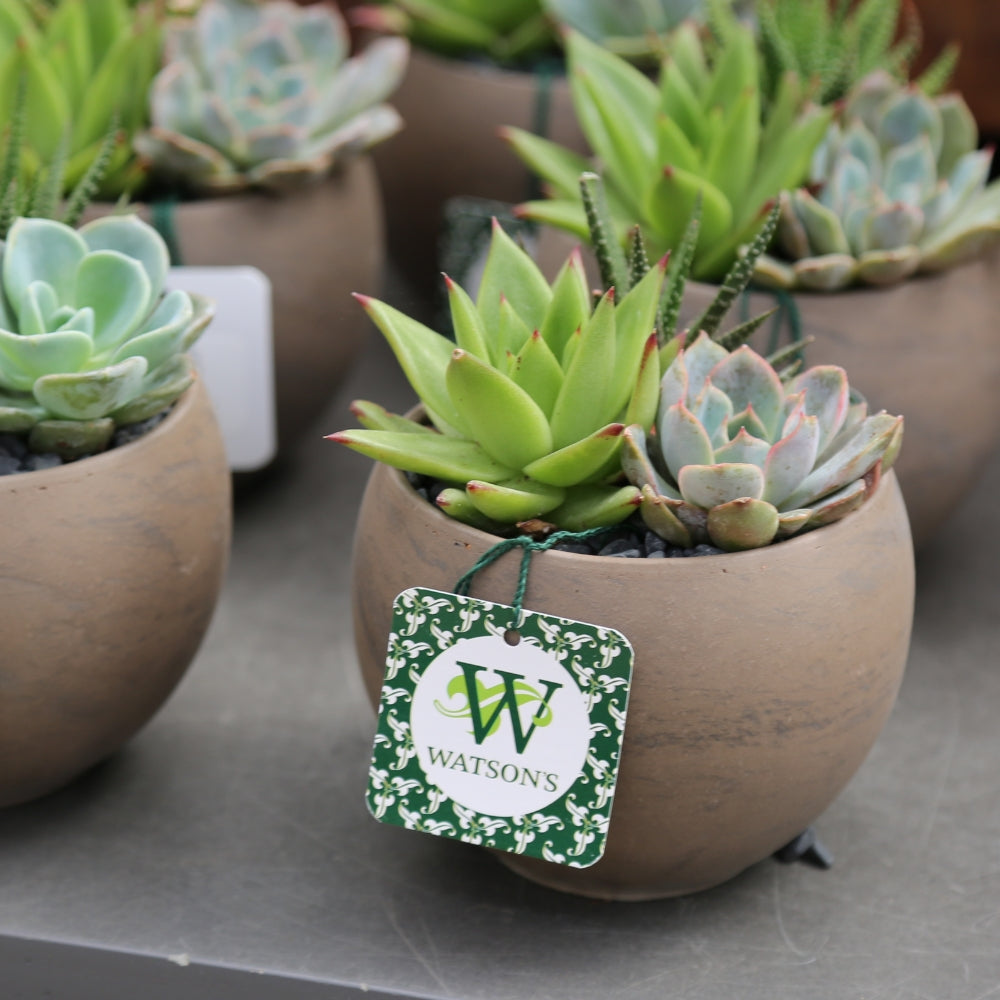 Watsons Original Designs – Watson's Greenhouse