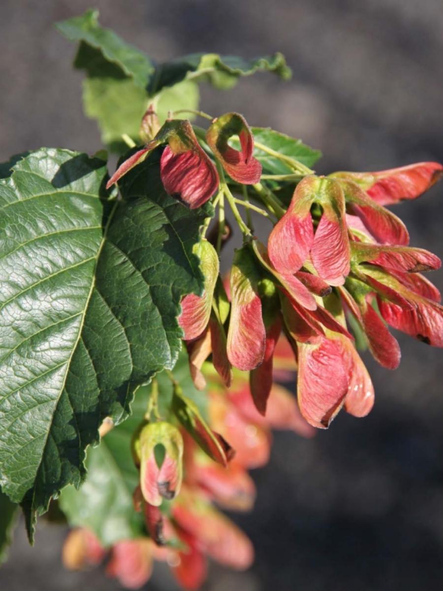 Maples – Watson's Greenhouse