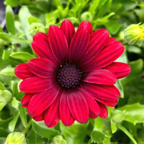 African Daisy – Watson's Greenhouse