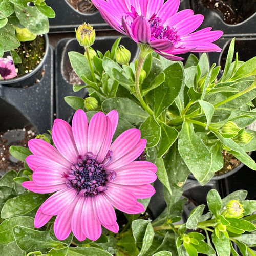 African Daisy – Watson's Greenhouse