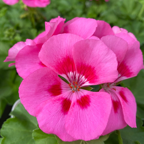 Pink – Watson's Greenhouse