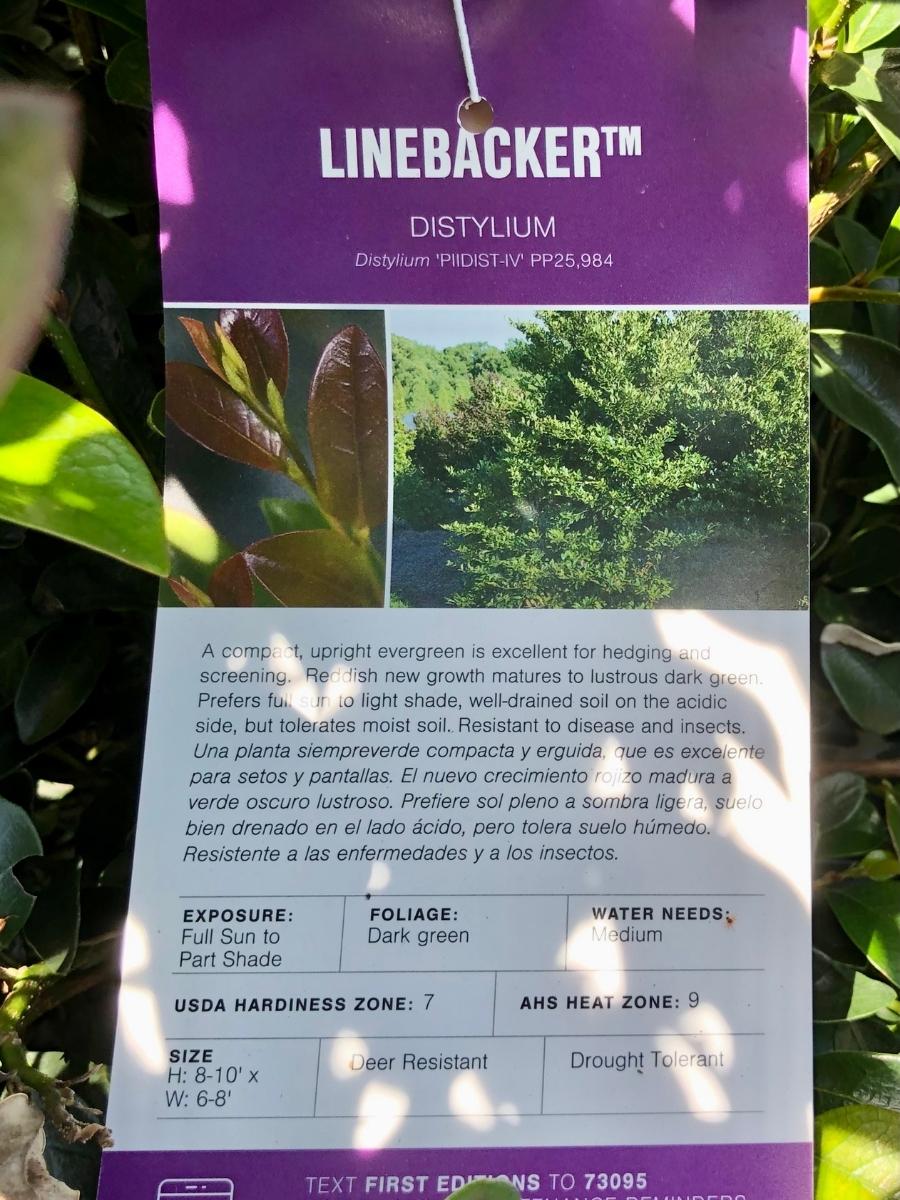 Evergreen Shrubs – Watson's Greenhouse