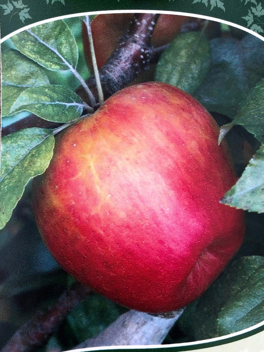 Watson’s Guide to Growing Fruit Trees in the Pacific Northwest – Watson ...