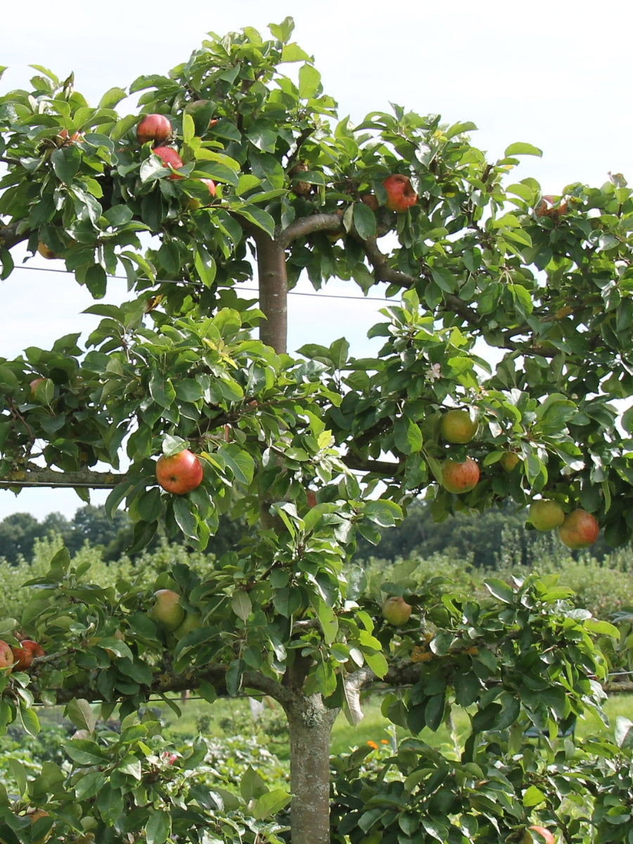 Fruit Trees – Watson's Greenhouse
