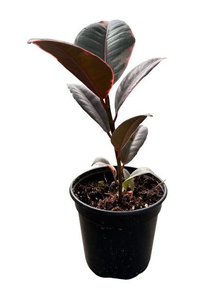 Ficus Rubber Tree Ruby – Watson's Greenhouse