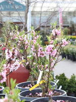 Watson's Greenhouse - Shop Online