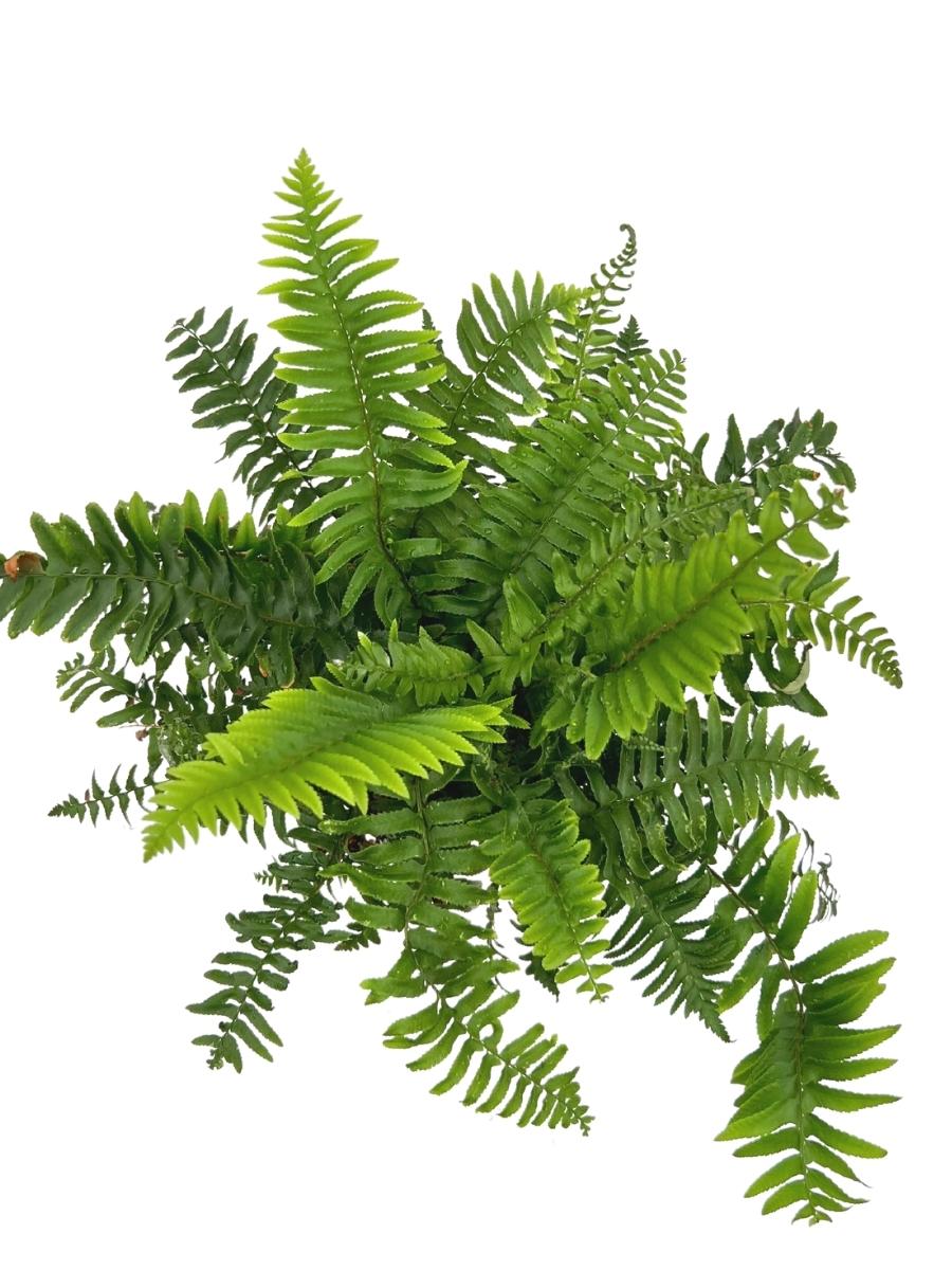 Native Plants – Watson's Greenhouse