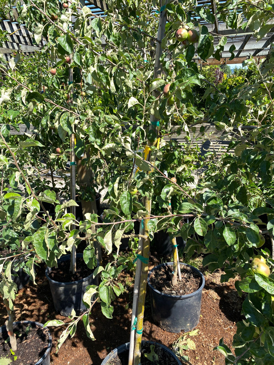 Watson’s Guide to Growing Fruit Trees in the Pacific Northwest – Watson ...