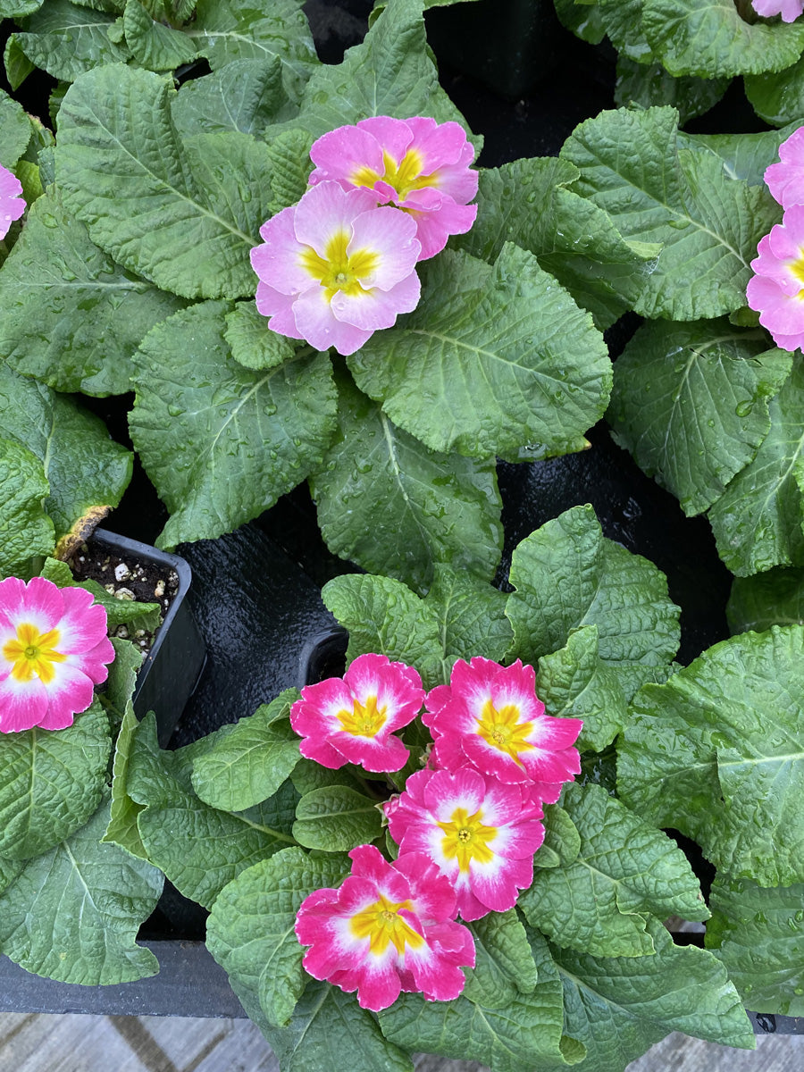 Seasonal Annuals – Watson's Greenhouse