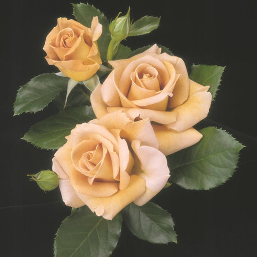 All Roses – Watson's Greenhouse