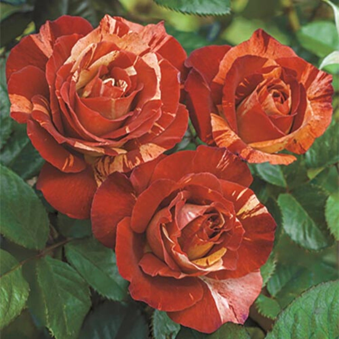 Orange Roses – Watson's Greenhouse