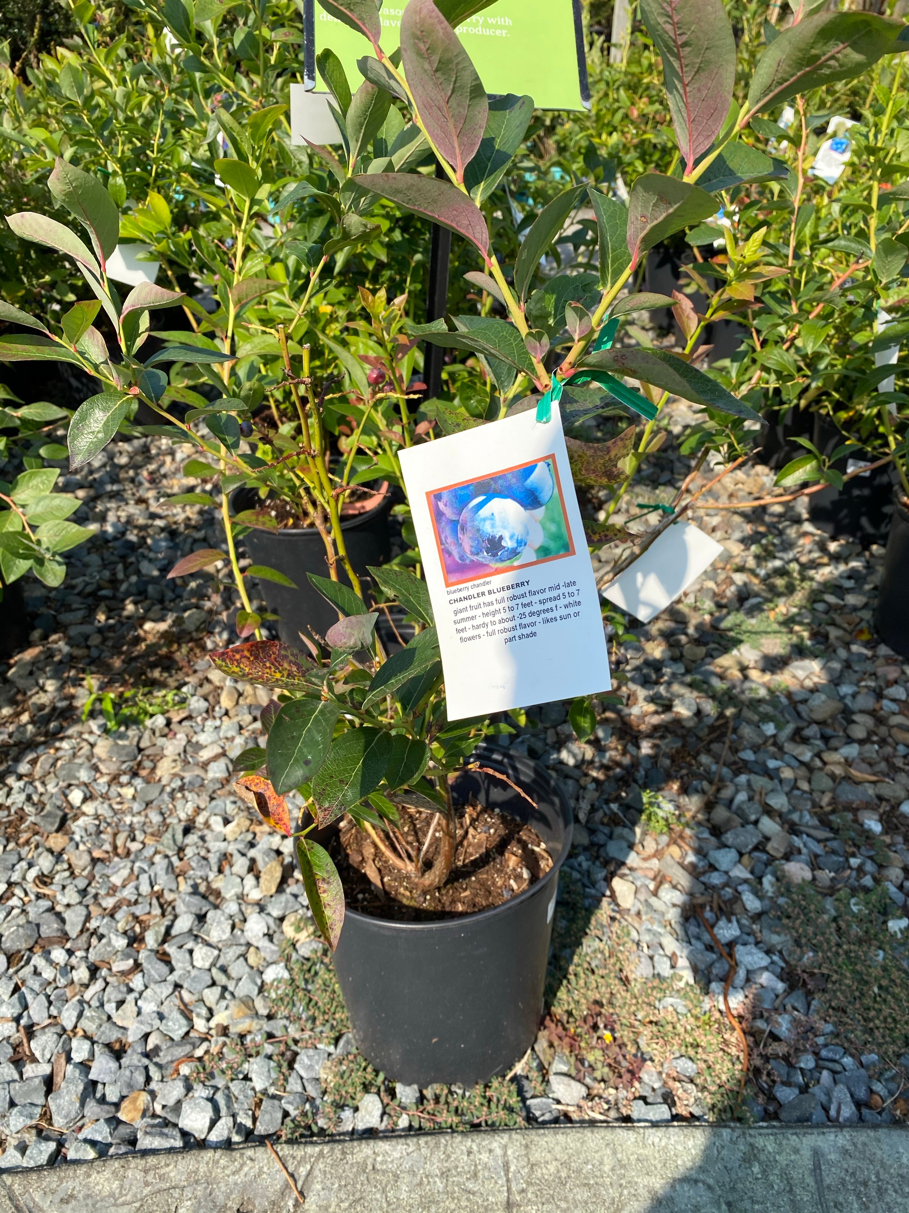 Trees, Shrubs, & Vines – Watson's Greenhouse